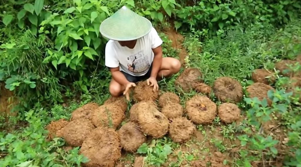 7 Cara Menanam Porang Berkualitas Hasil Melimpah | CV Berkah Amanah